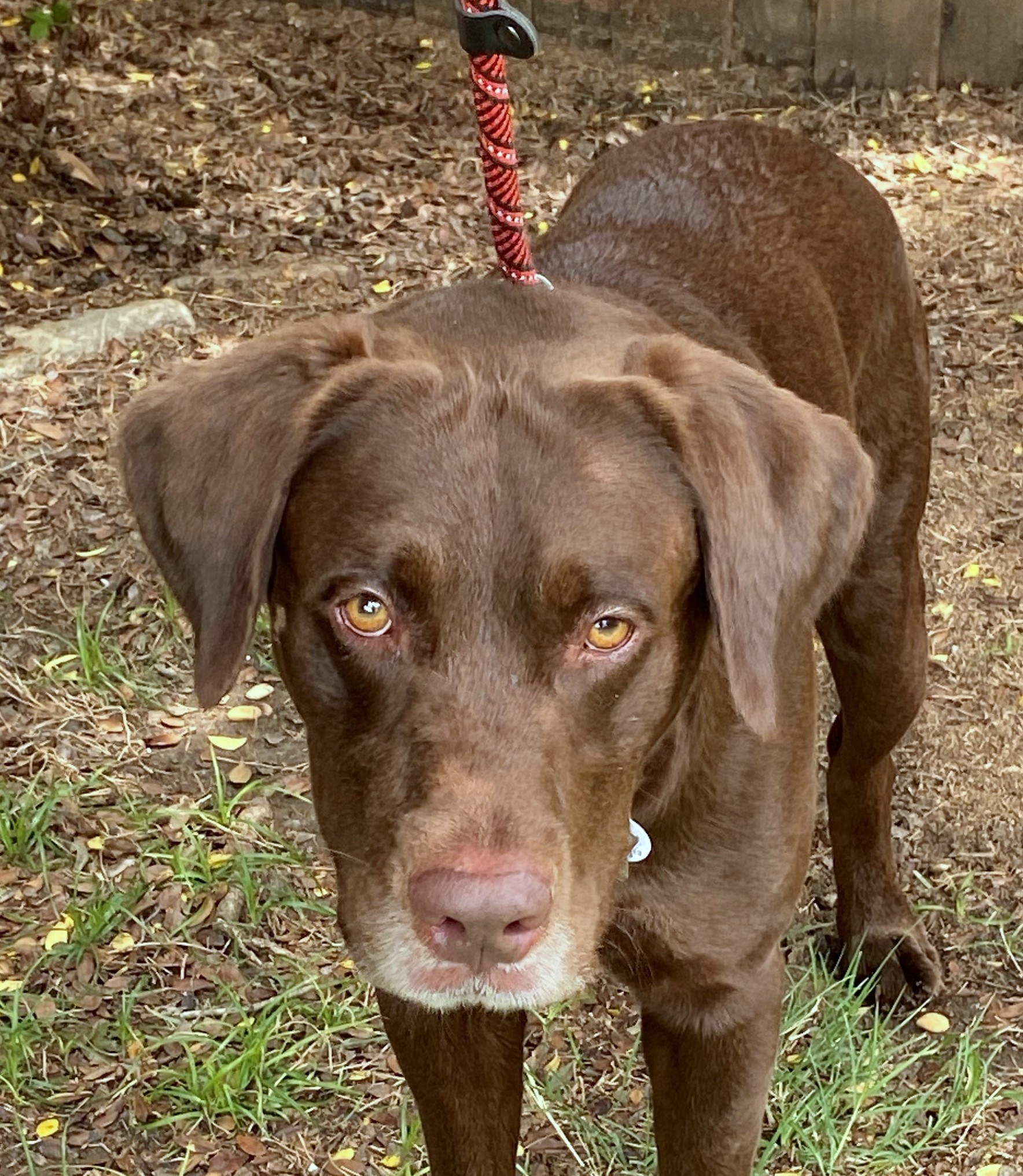 Lone Star Labrador Retriever Rescue